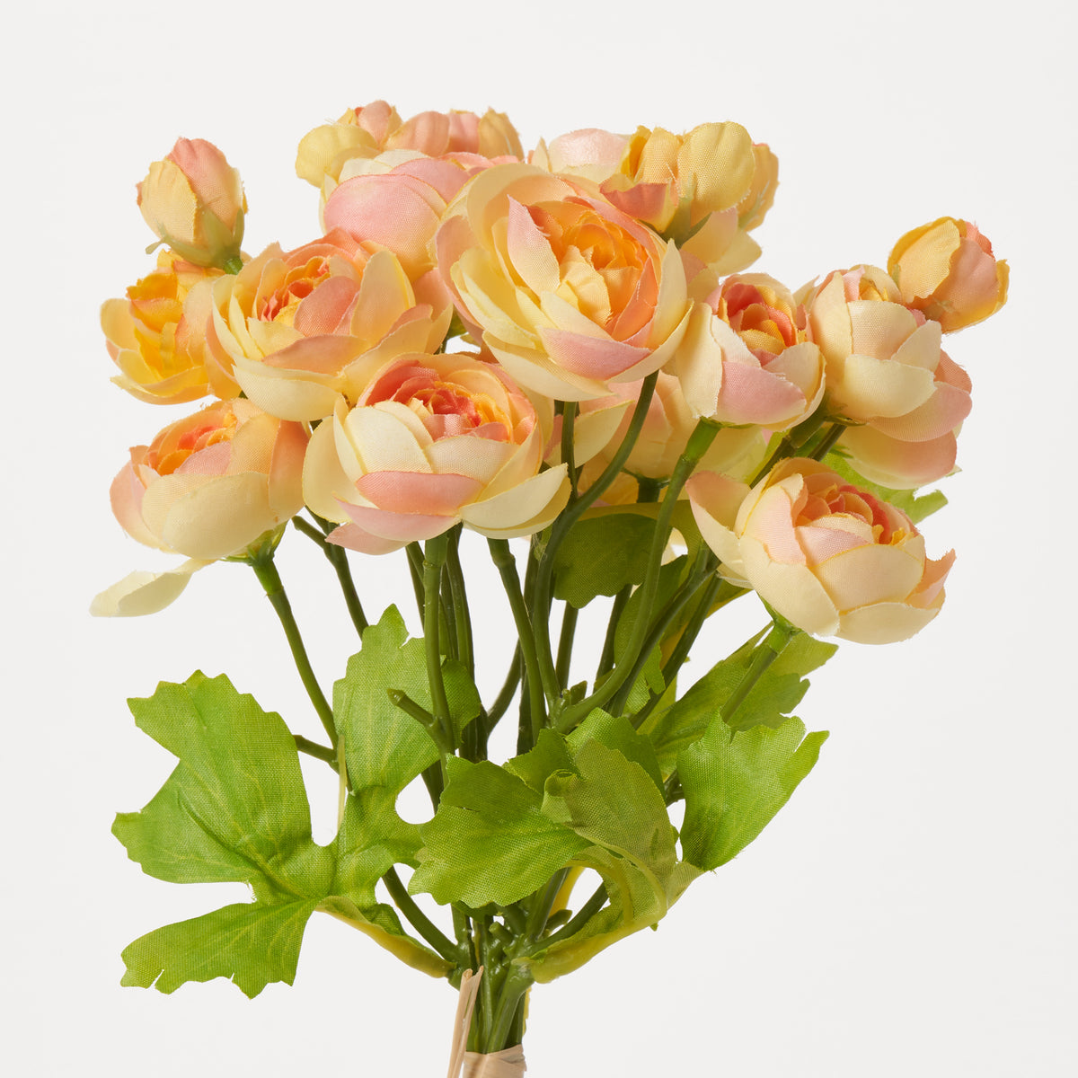 Ranunculus authentic Tango