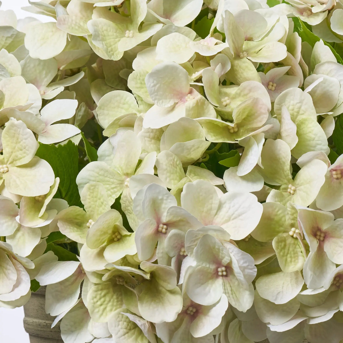 Large Cream Bloom Garden Hydrangea Bush Outdoor Urn Filler Spring Summ ...