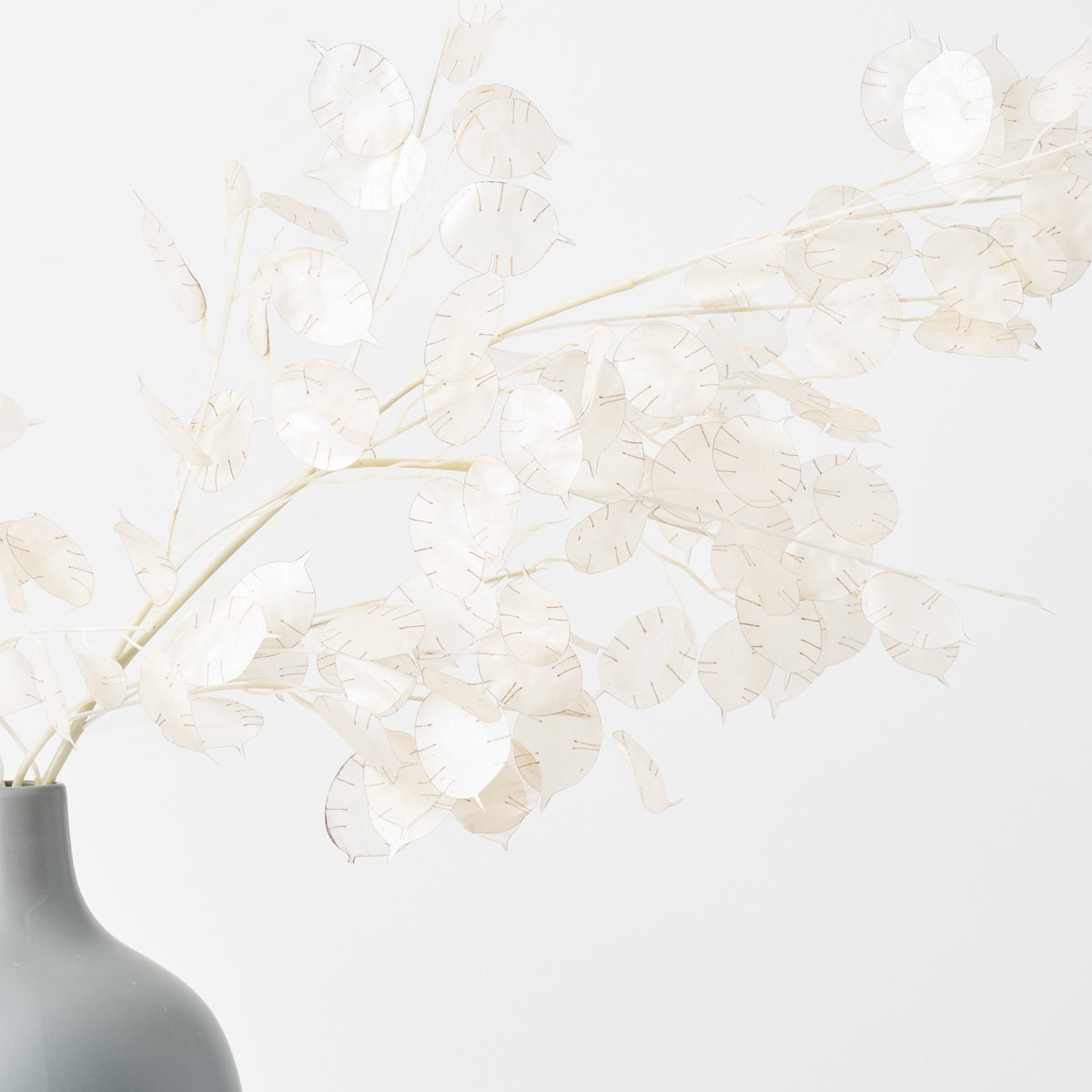 Dried Look Translucent Cream Lunaria Branches in Grey Matte Large Jug ...