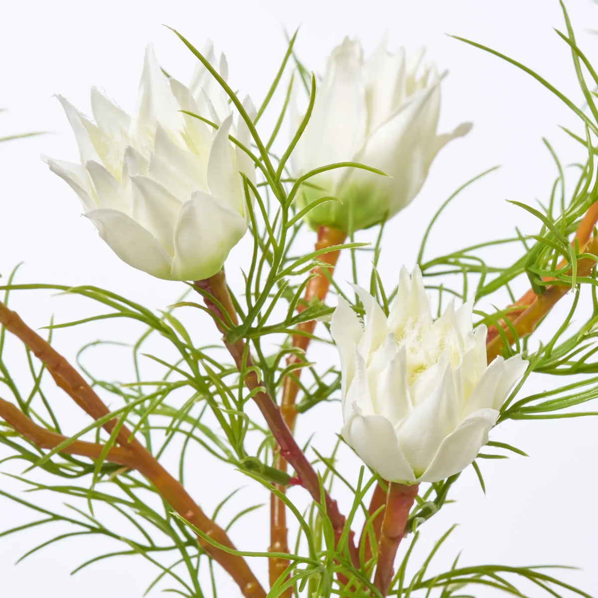 Mini White Protea Buds & Blooms in Small Clear Bottle Vase Everyday Sp ...