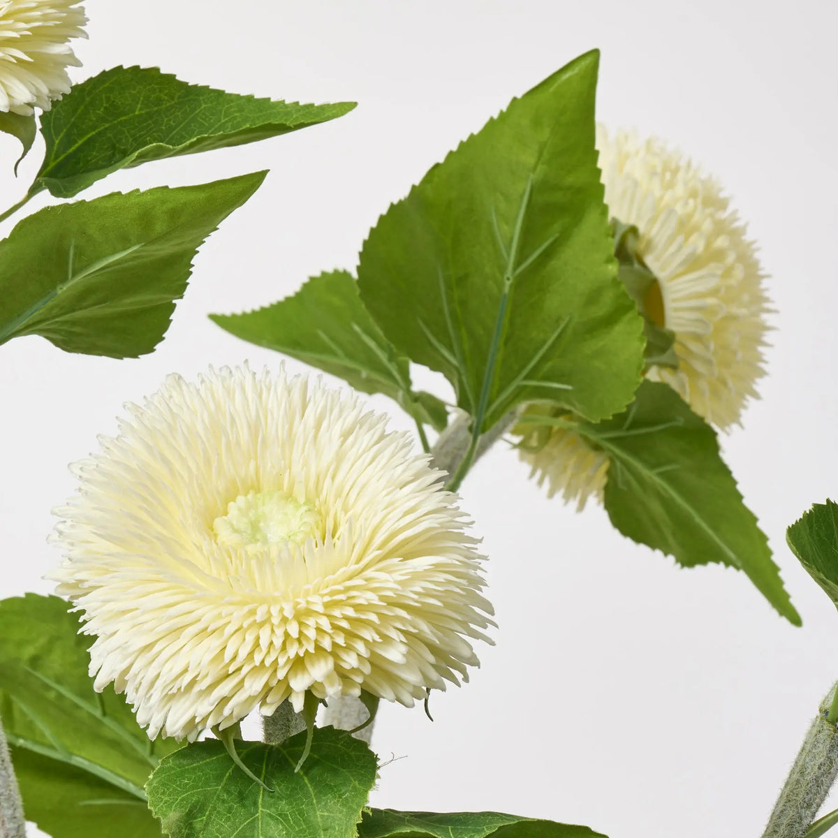 Giant Cream Teddy Bear Sunflowers in Tall Teardrop Vase Everyday Sprin ...