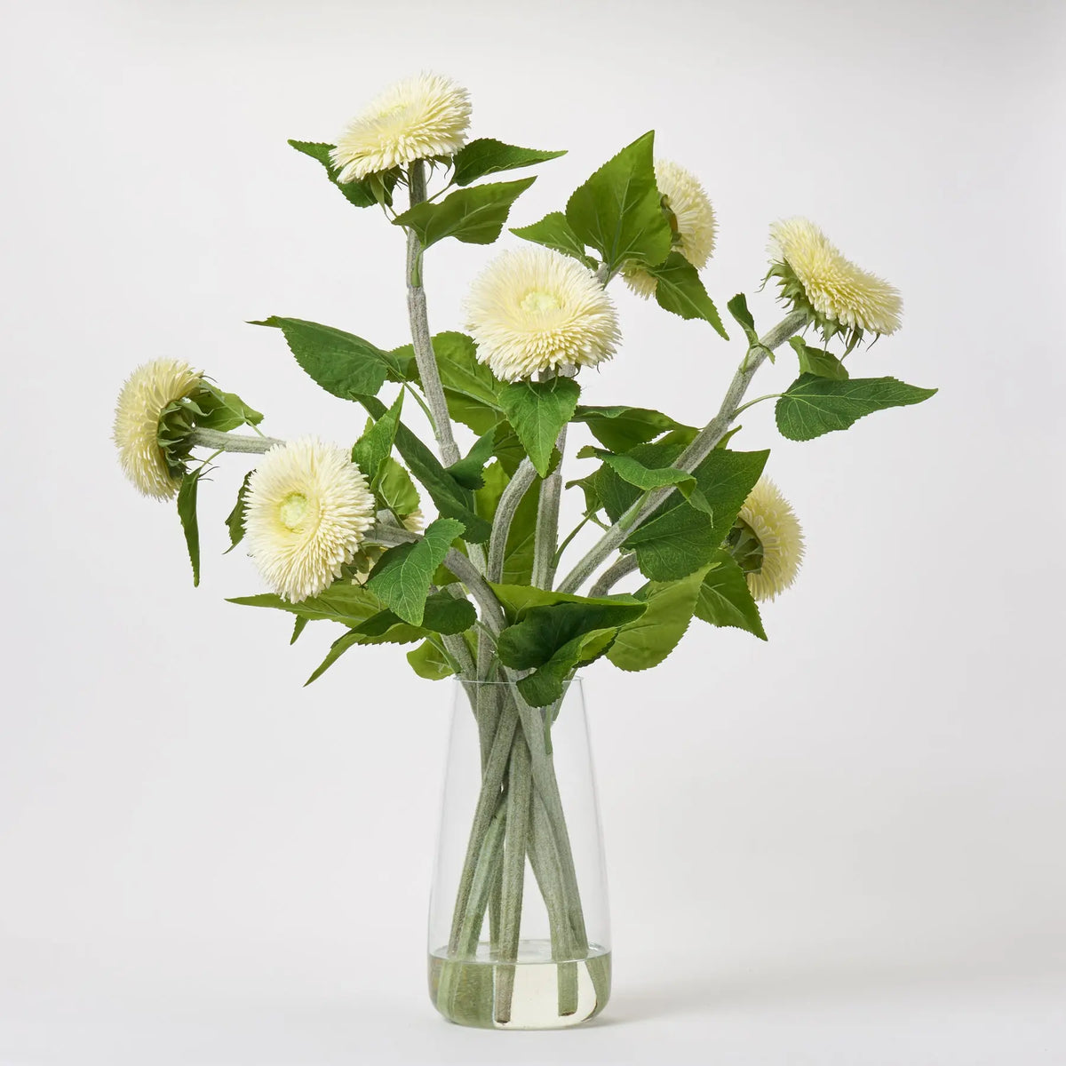 Giant Cream Teddy Bear Sunflowers in Tall Teardrop Vase Everyday Sprin ...