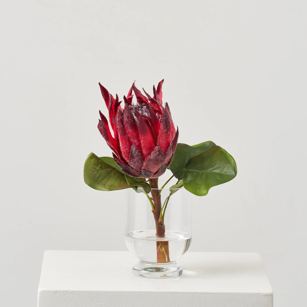 Realistic Large Burgundy King Protea Bloom Single Stem in Small Vase E ...