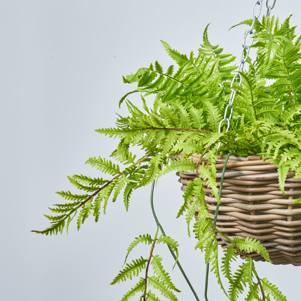 All Seasons Boston Fern Hanging Basket Everyday Faux Greenery – Darby ...