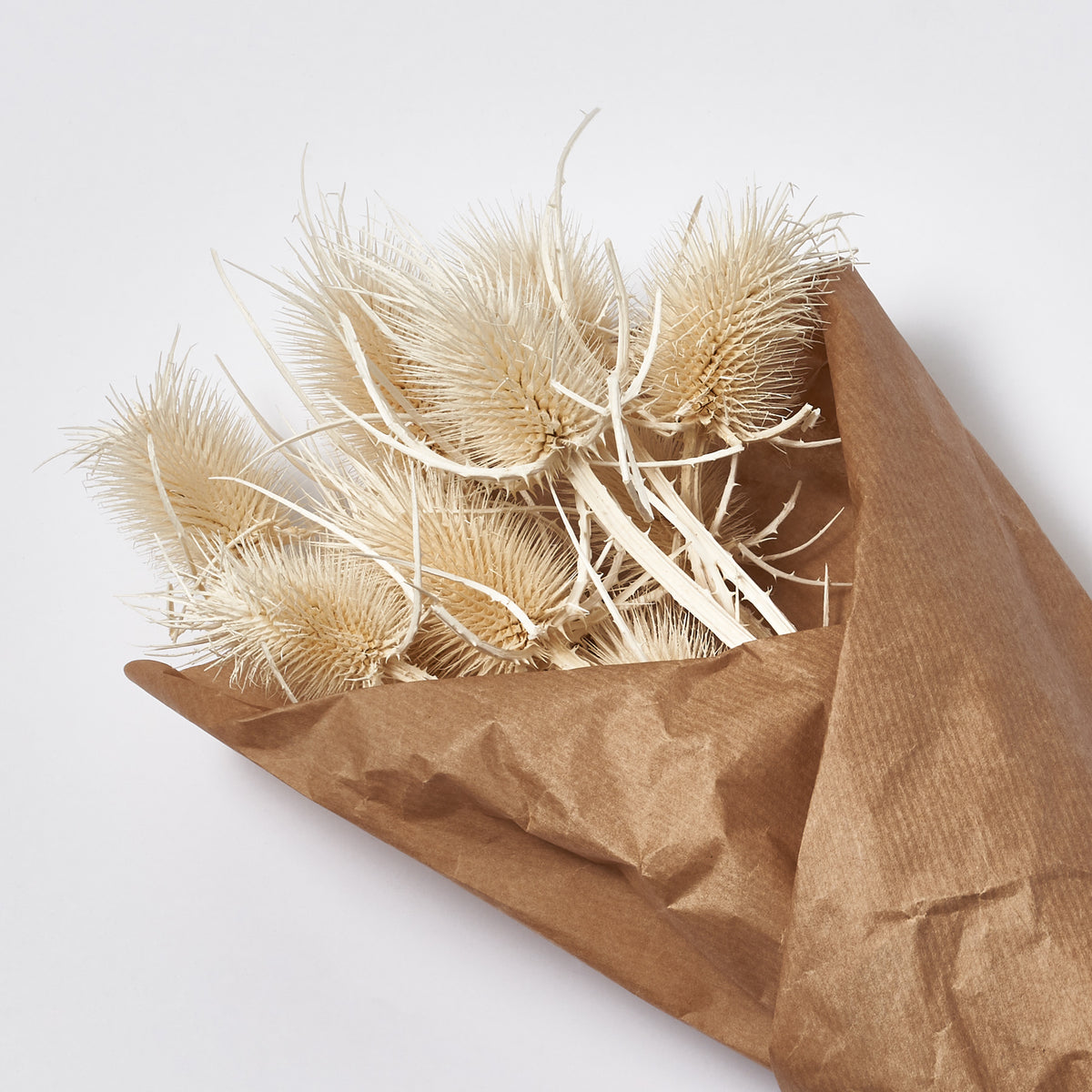 Bleached Naturally Dried Chardon Thistle Pods Decorative Bouquet of 6 ...