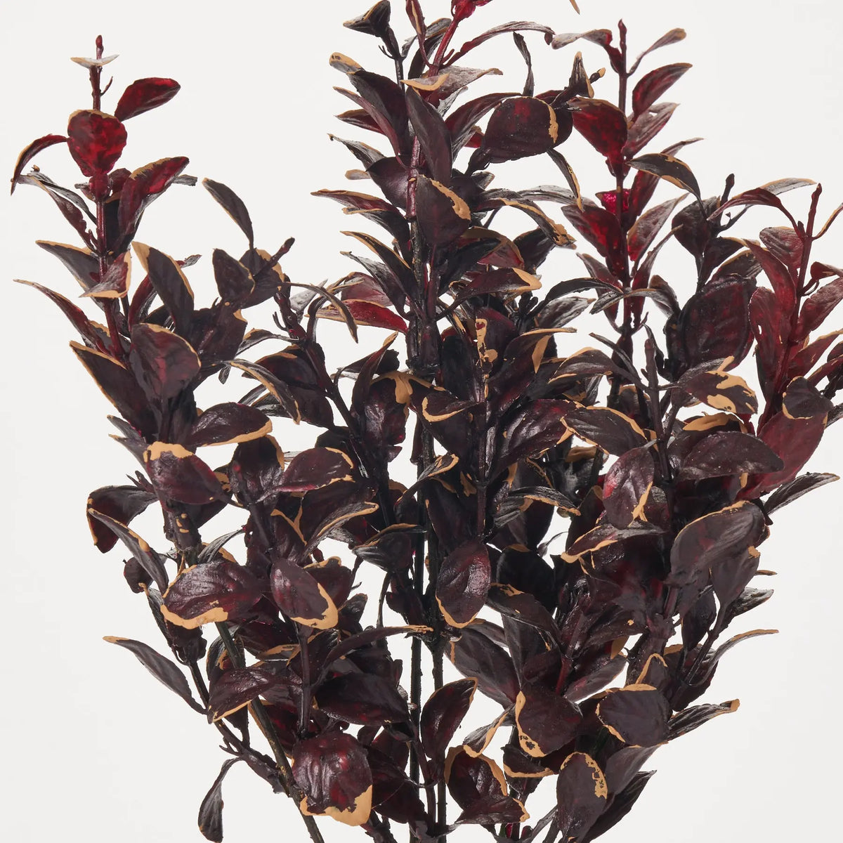 Dark Burgundy Brown Mini Privet Leaf Autumn Fall Foliage Bush Stem Bou ...
