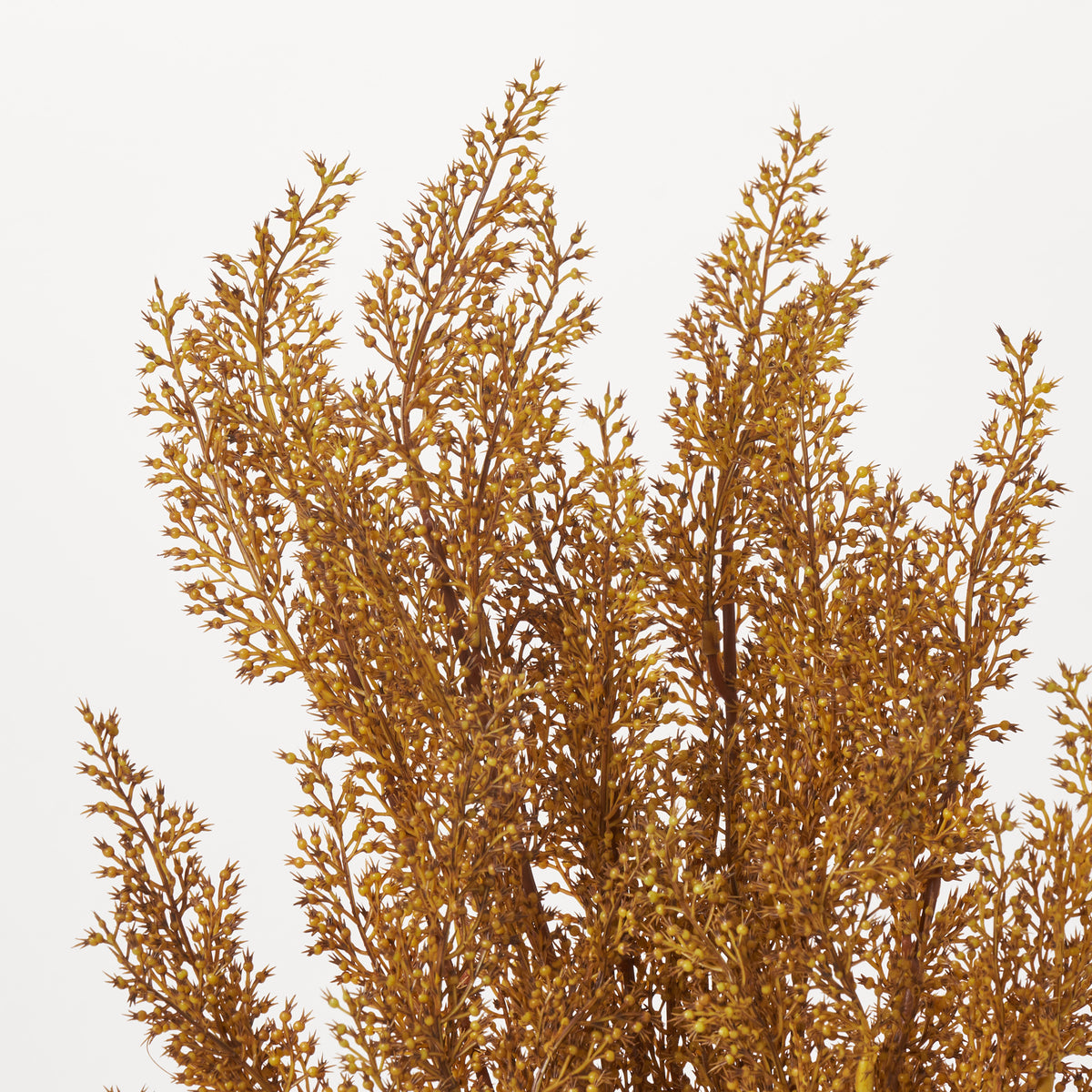 Beige Brown Wild Wheat Grass Autumn Foliage Bush Spray - 18" – Darby ...