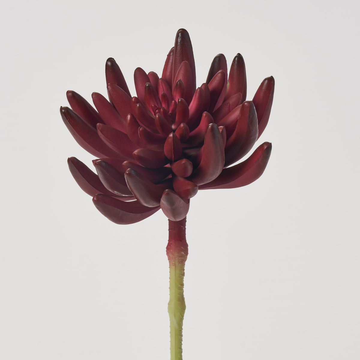 Maroon Red Aeonium Pick Soft PE Succulent Plant Spray - 6" – Darby ...