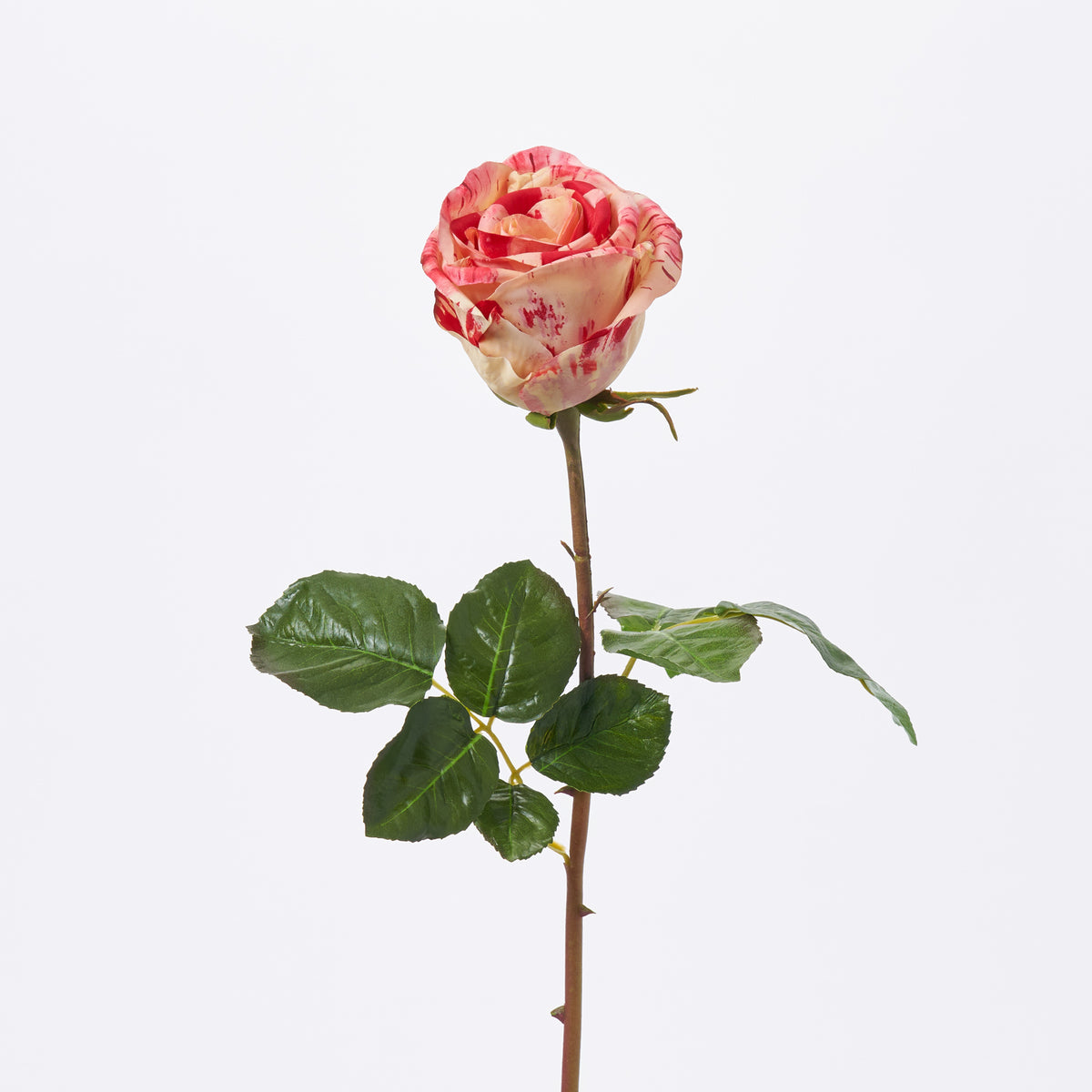 Real Touch Red Candy Cane Stripe English Pilgrim Rose Bloom Christmas ...