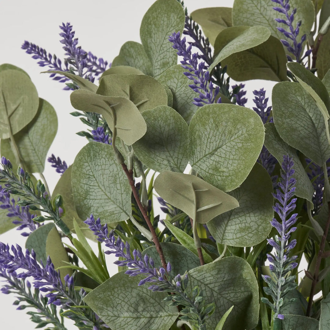 Purple Bouquet Lavender Plants