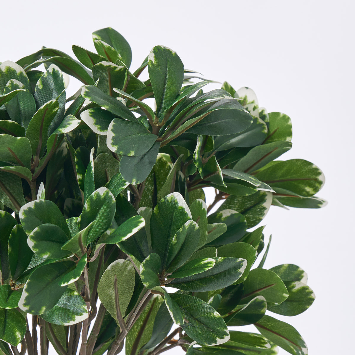 Green Variegated Pittosporum Leaf Foliage Faux All Seasons Evergreen B ...