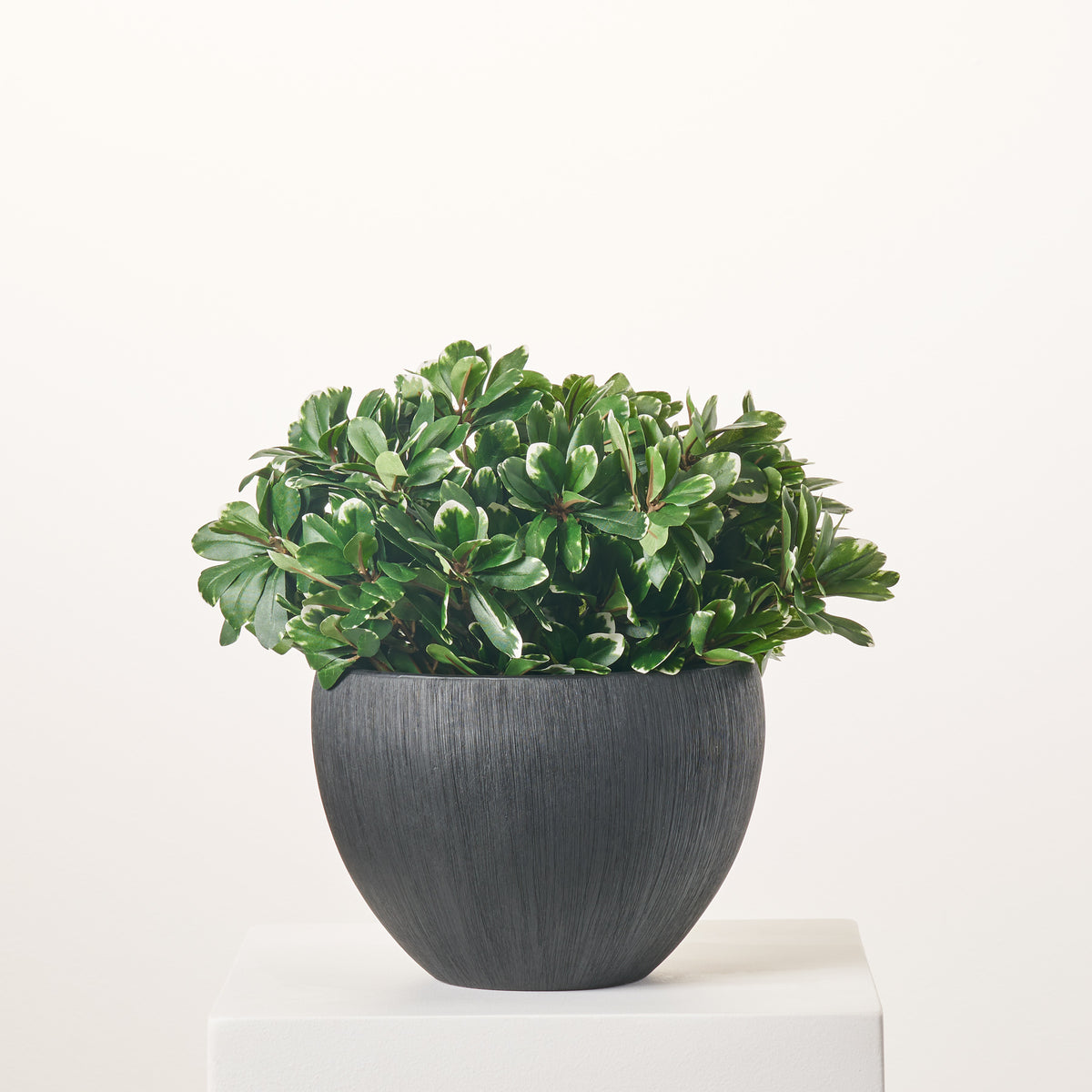 Green Variegated Pittosporum Leaf Foliage Faux All Seasons Evergreen B ...