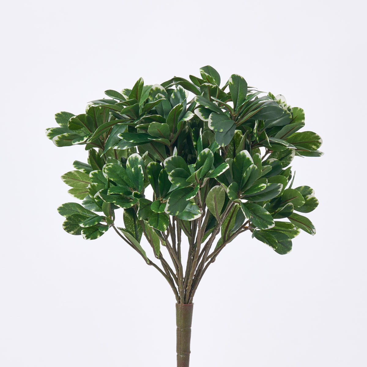 Green Variegated Pittosporum Leaf Foliage Faux All Seasons Evergreen B ...