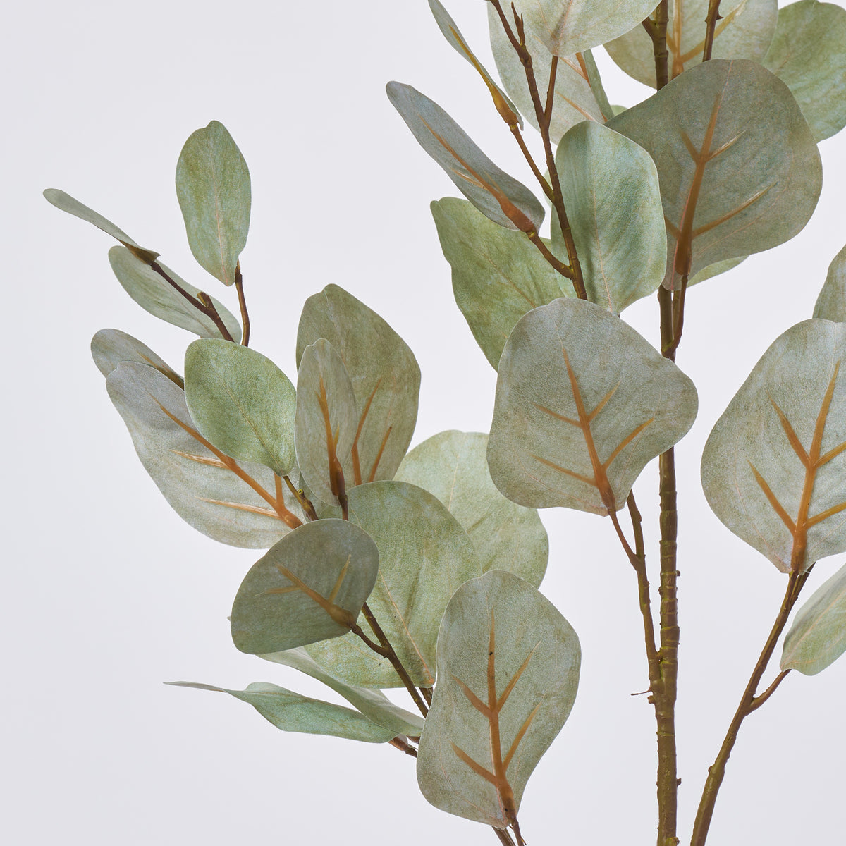 Bleached Green Silver Dollar Eucalyptus Branch Spray - 34" – Darby ...