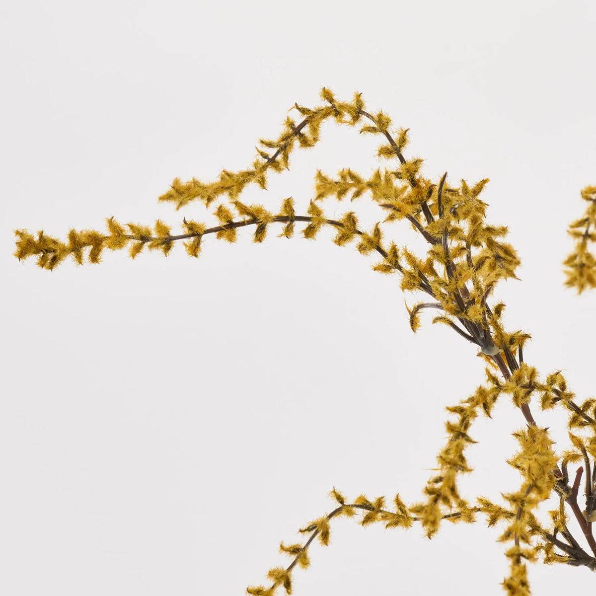 Mustard Yellow Fuzzy Autumn Grass Twig Branch Spray - 30" – Darby Creek ...