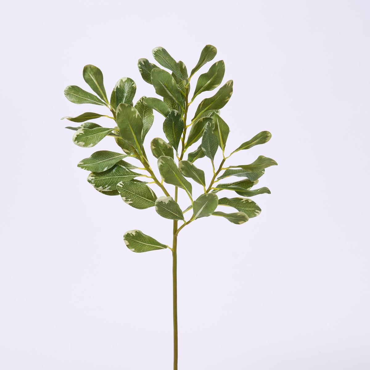 Variegated Green Pittosporum Branch Spray Faux All Seasons Real Touch ...