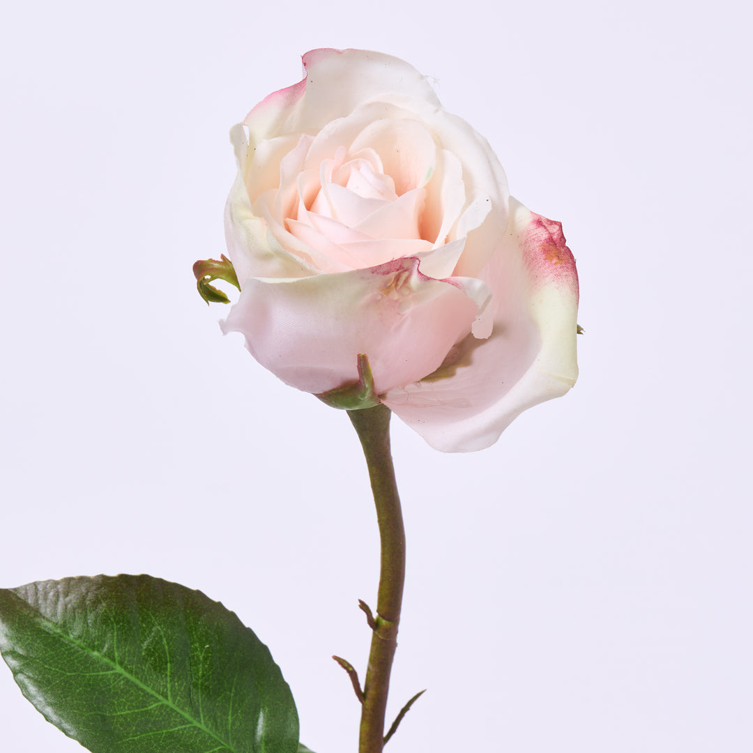 Light Pink Rose And Stem