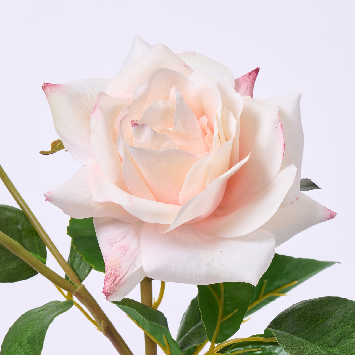 Real Touch Light Pink Sweet Juliette English Rose Bloom Single Long St ...