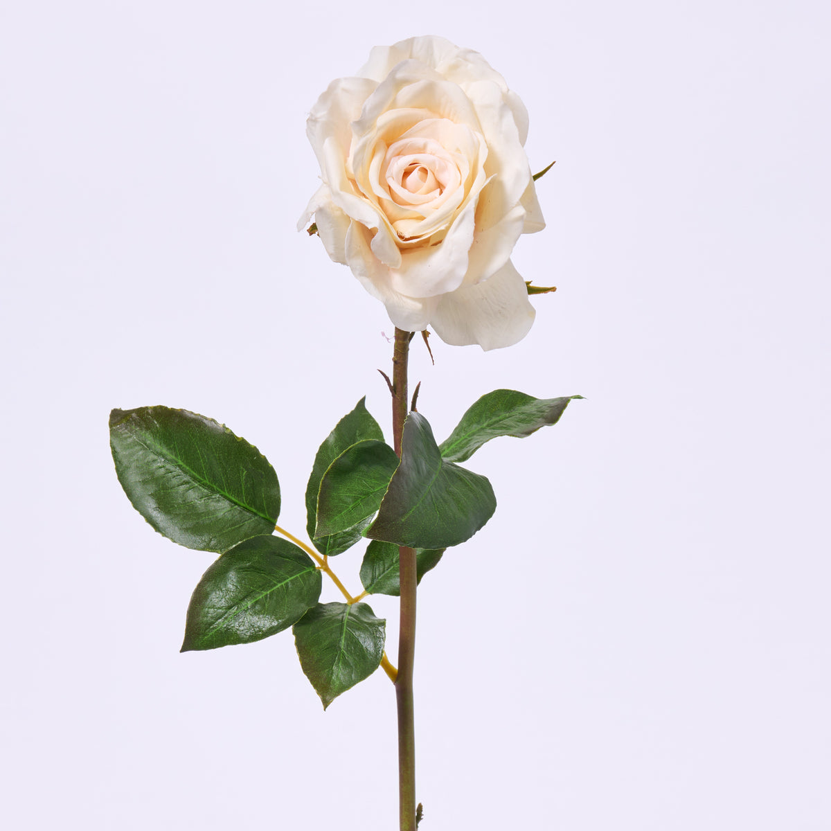 Real Touch Beige Open Dutchess Rose Bloom Single Short Stem Faux Flora ...