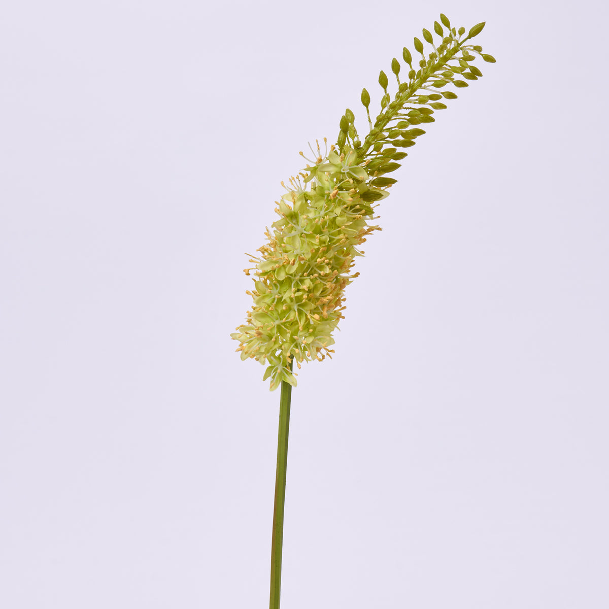Blooming Green Eremurus Foxtail Lily Blossom Spray Lush Everyday Faux ...