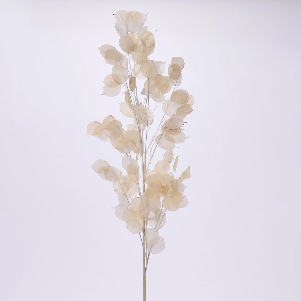 Dried Look Translucent Bleached Lunaria Branch Spray - 41" – Darby ...