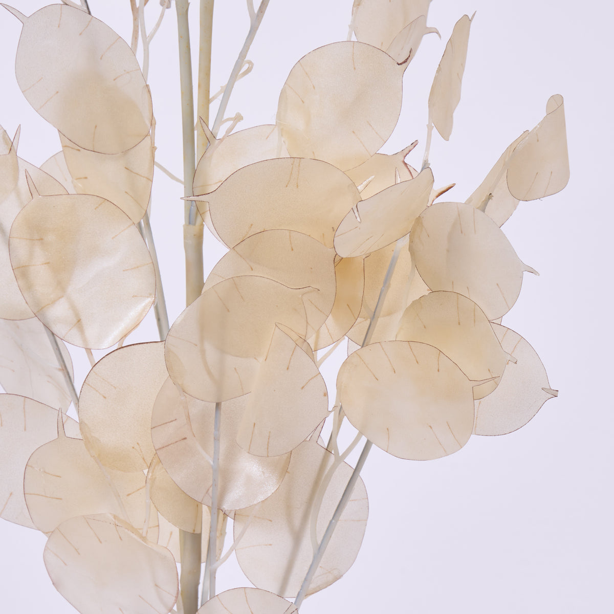 Dried Look Translucent Bleached Lunaria Branch Spray - 41" – Darby ...