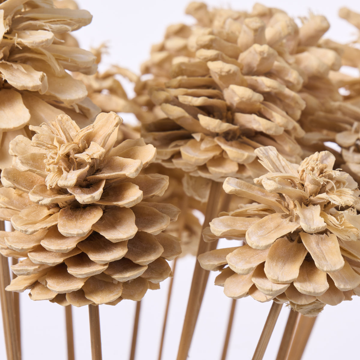 Preserved Naturally Dried Bleached Blue Pine Cone Bundle Bouquet - 22 ...