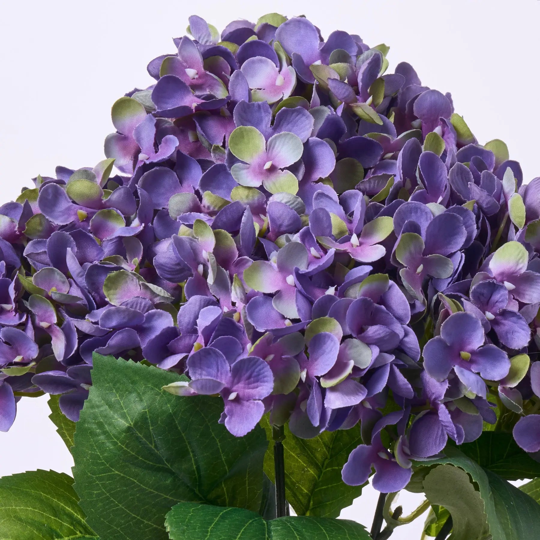 Dark Purple Hydrangea Bouquets Hydrangea Macrophylla Dark Angel Purple