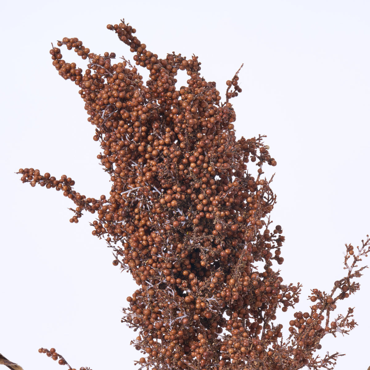 Brown Wild Millet Grain Dried Look Fall Branch Spray - 33" – Darby ...