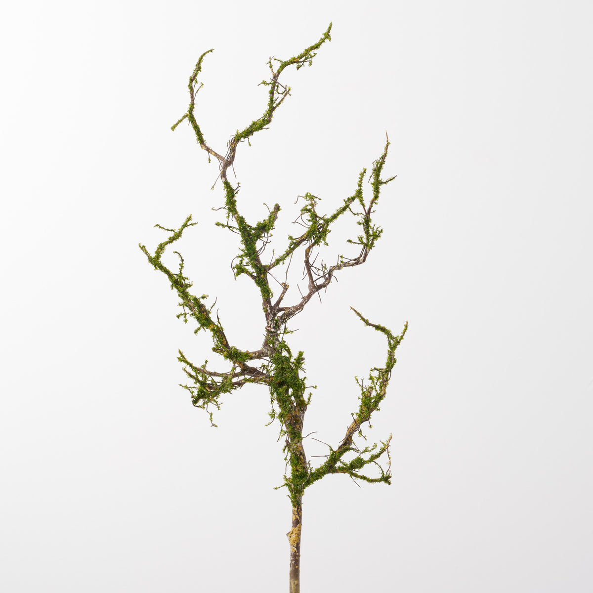 Brown Twig Branch with Green Moss - 20" – Darby Creek Trading