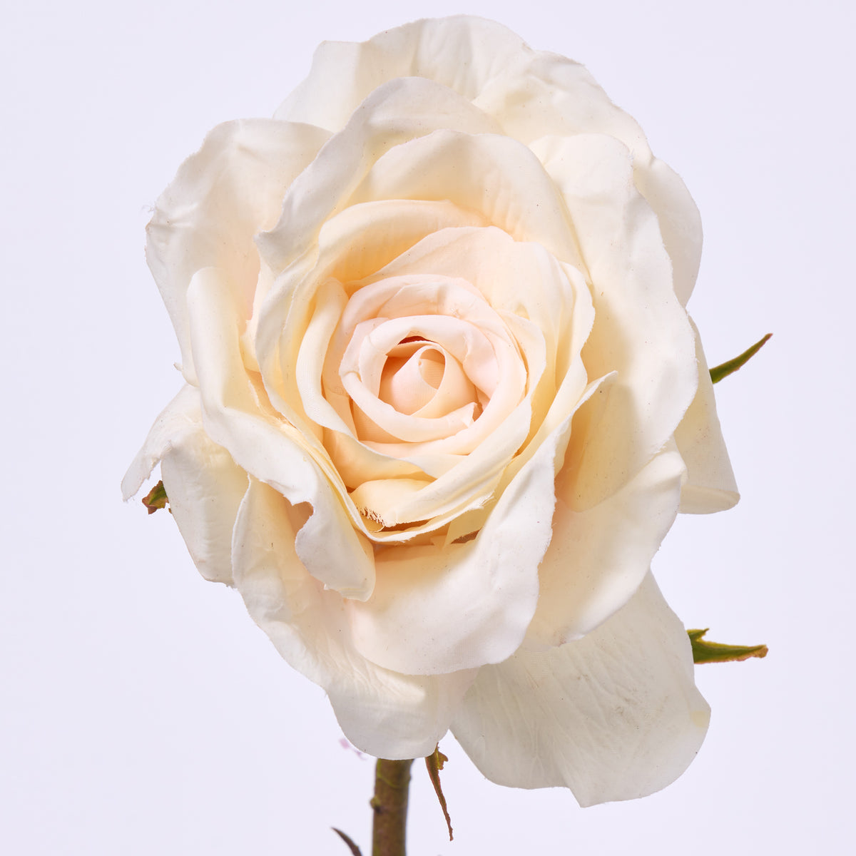 Real Touch Beige Open Dutchess Rose Bloom Single Short Stem Faux Flora ...