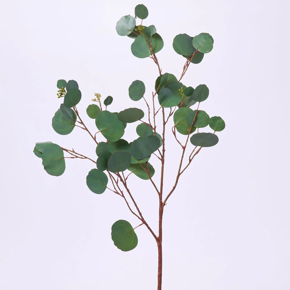 Real Touch Seeded Silver Dollar Eucalyptus Single Long Stem All Season ...
