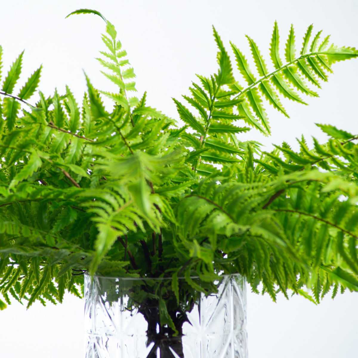 Real Touch Faux Boston Fern Everyday Spring Water Illusion Arrangement ...