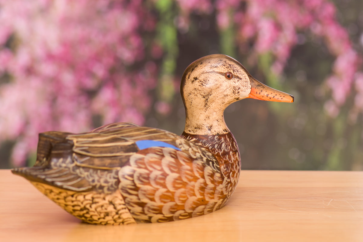 Blue Winged Teal- Hen - Darby Creek Trading